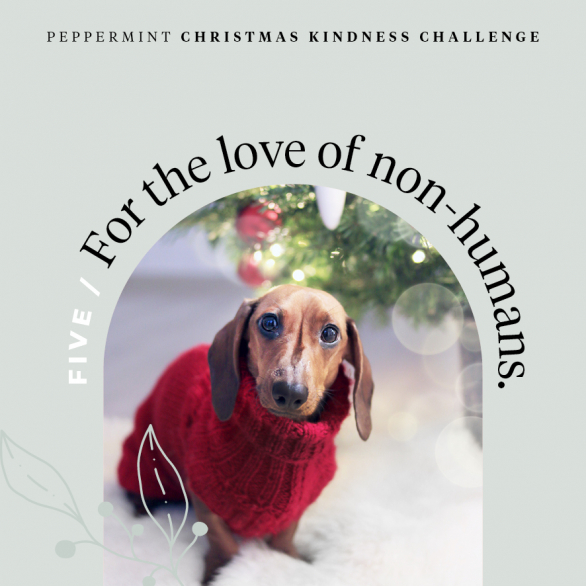 Joy to the World: It's the Peppermint Christmas Kindness Challenge ...